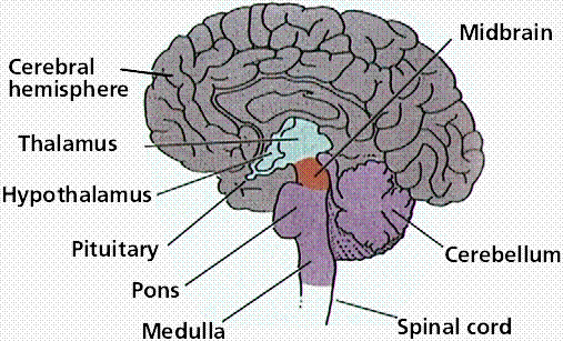How Does Depression Affect the Brain? | New Health Advisor How Does Depression Affect the Brain? | New Health Advisor
