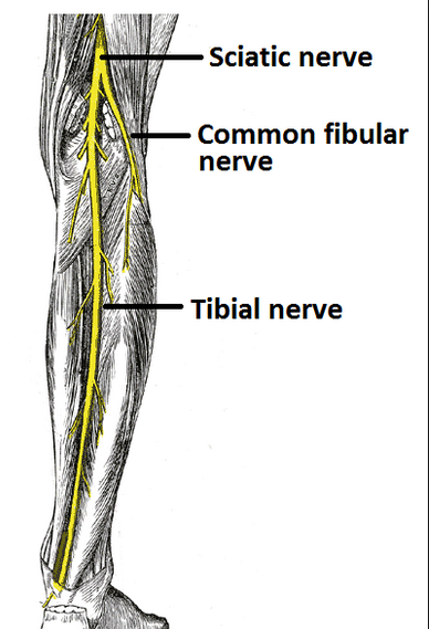 Lower Extremity Anatomy | New Health Advisor