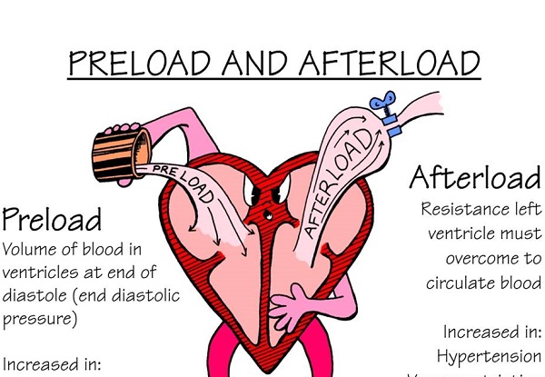 What Are Preload and Afterload? | New Health Advisor