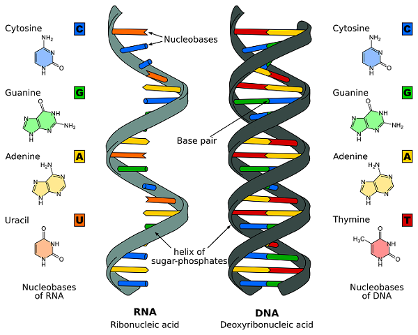 Nucleic Acids Examples and Their Functions | New Health Advisor