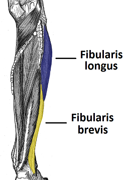 Muscles of the Lower Leg | New Health Advisor