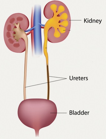 Functions of Urinary System and Related Diseases | New Health Advisor