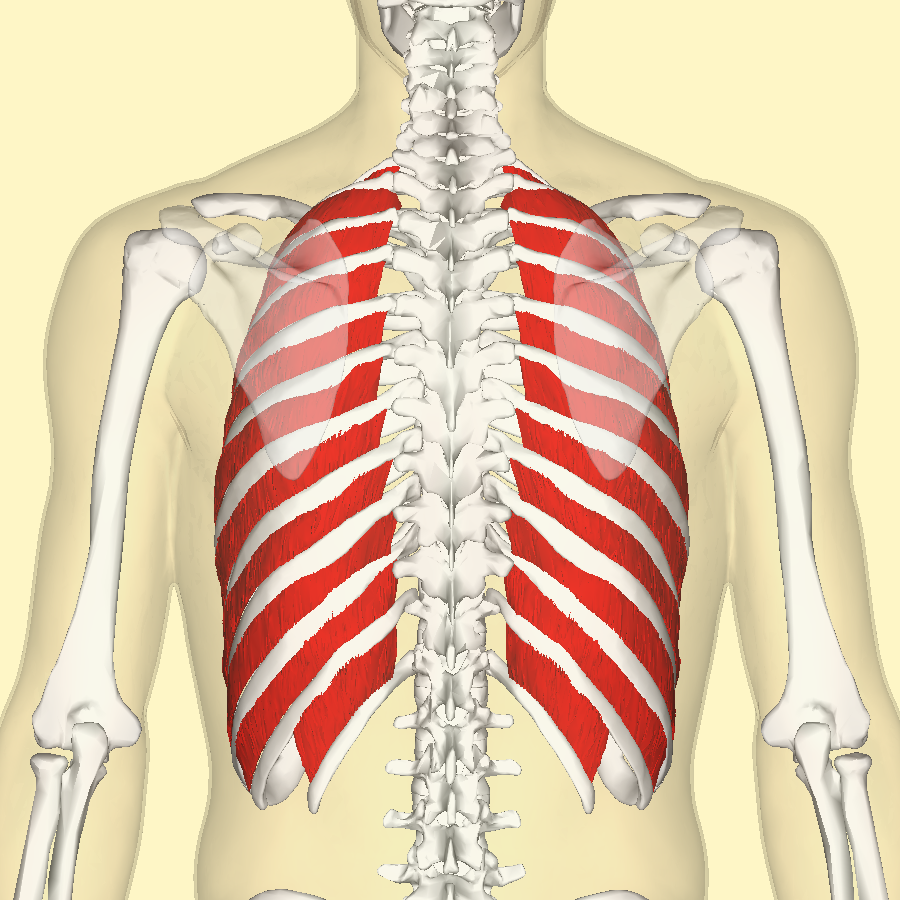 Muscles of Respiration | New Health Advisor
