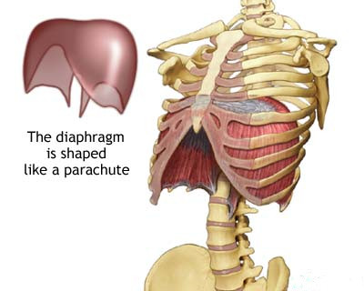 Muscles of Respiration | New Health Advisor