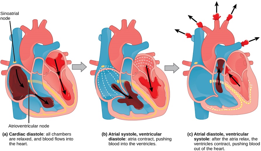 Know the Structures and Functions about Your Heart | New Health Advisor