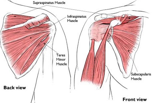 Shoulder Blade Muscles | New Health Advisor