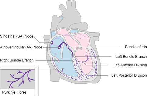 Conduction System of the Heart | New Health Advisor