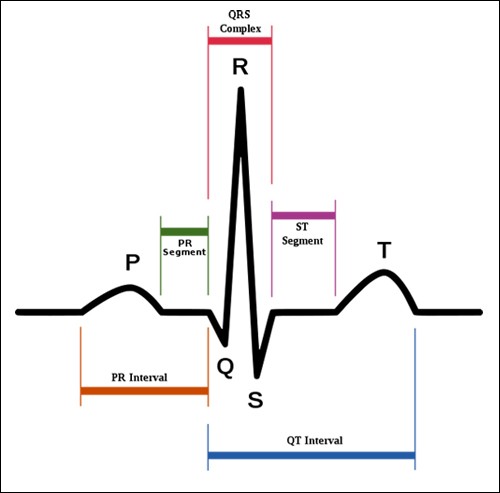 Conduction System of the Heart | New Health Advisor