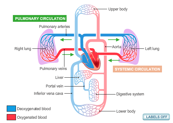 Circulatory System Diagram TSMP Medical Blog