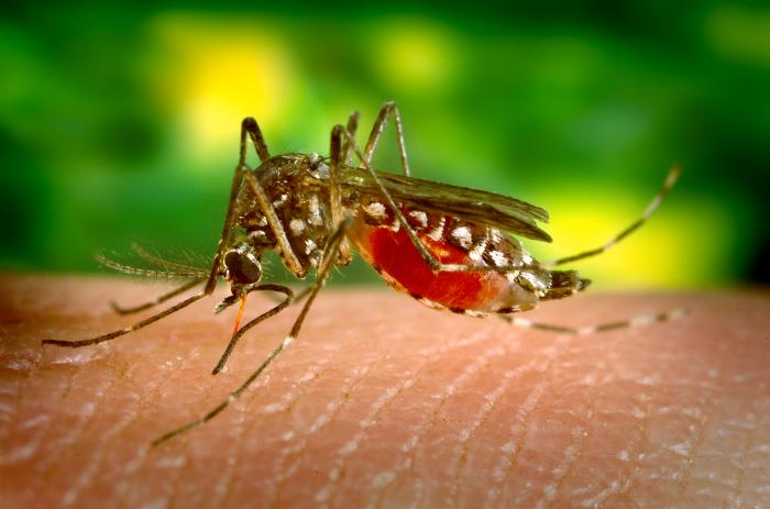 What do Mosquitoes Eat? | New Health Advisor
