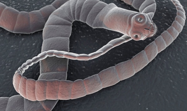 Examples of Parasites and Harms They Can Do | New Health Advisor