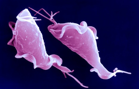 Examples of Parasites and Harms They Can Do | New Health Advisor