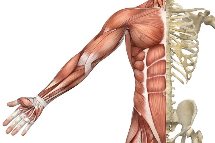 Muscular System Functions New Health Advisor