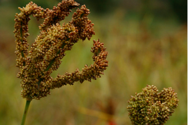 Finger Millet Health Benefits | New Health Advisor