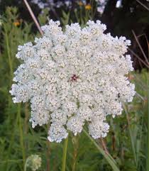 Natural Birth Control Herbs | New Health Advisor