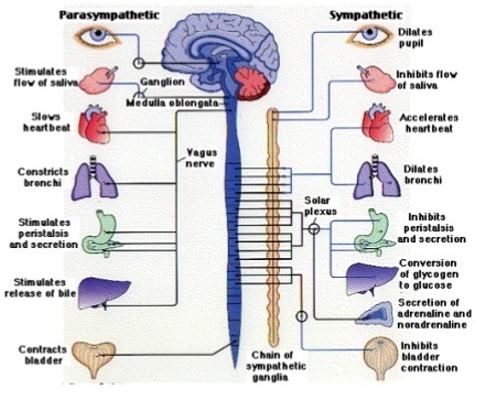 Everything You Need to Know About Sympathetic Nervous System | New ...