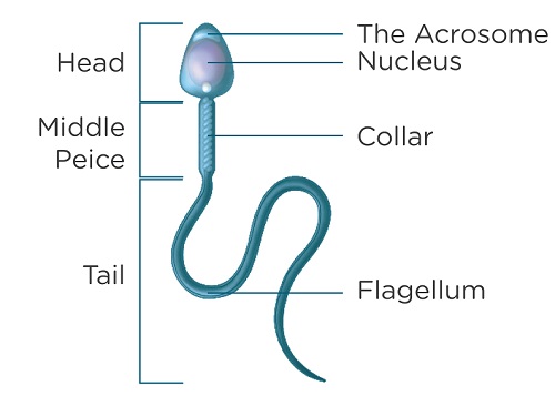 Semen Analysis Procedure | New Health Advisor