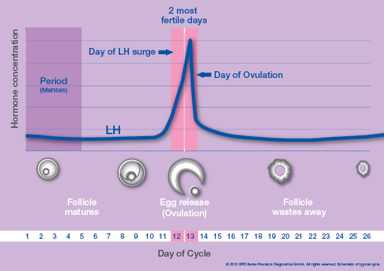 LH Surge and Ovulation | New Health Advisor