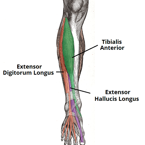 Muscles of the Lower Leg | New Health Advisor