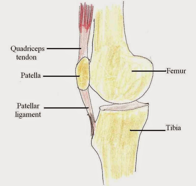 Sinding-Larsen-Johansson Syndrome | New Health Advisor