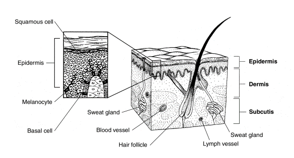 Squamous Cell Skin Carcinoma | New Health Advisor