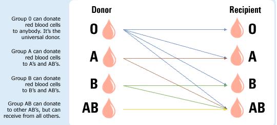 Blood Transfusion Procedure | New Health Advisor