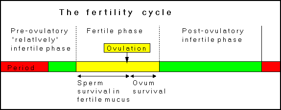 What Does Fertile Mean? | New Health Advisor