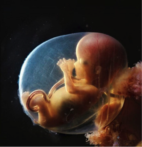 Do Babies Poop in the Womb? | New Health Advisor