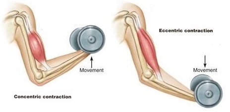 Eccentric Contraction | New Health Advisor
