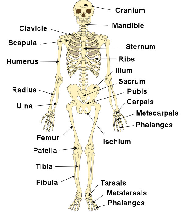 Organs of Skeletal System and Their Functions | New Health Advisor