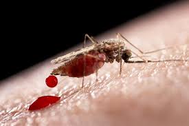 What Does Malaria Look Like on the Skin? | New Health Advisor