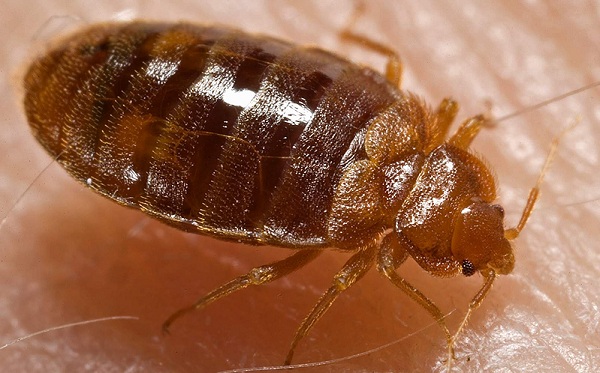 Examples of Parasites and Harms They Can Do | New Health Advisor