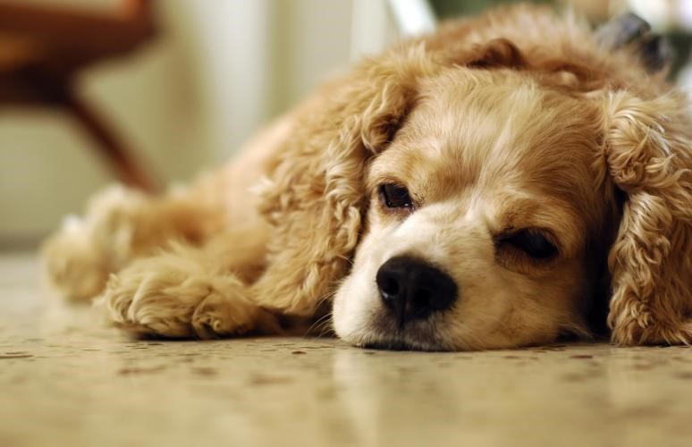 Dog Throws Up Yellow Bile: Causes and Treatments | New Health Advisor