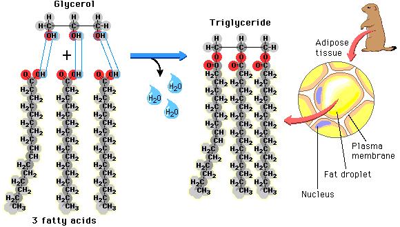 Functions of Triglycerides and Normal Triglycerides Levels | New Health ...
