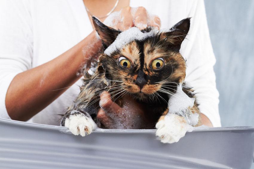 How to Bathe a Cat | New Health Advisor