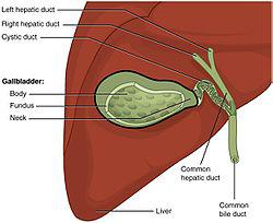 Can You Live Without a Gallbladder? | New Health Advisor