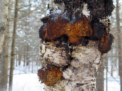 Watch for the Possible Side Effects of Chaga Mushroom | New Health Advisor